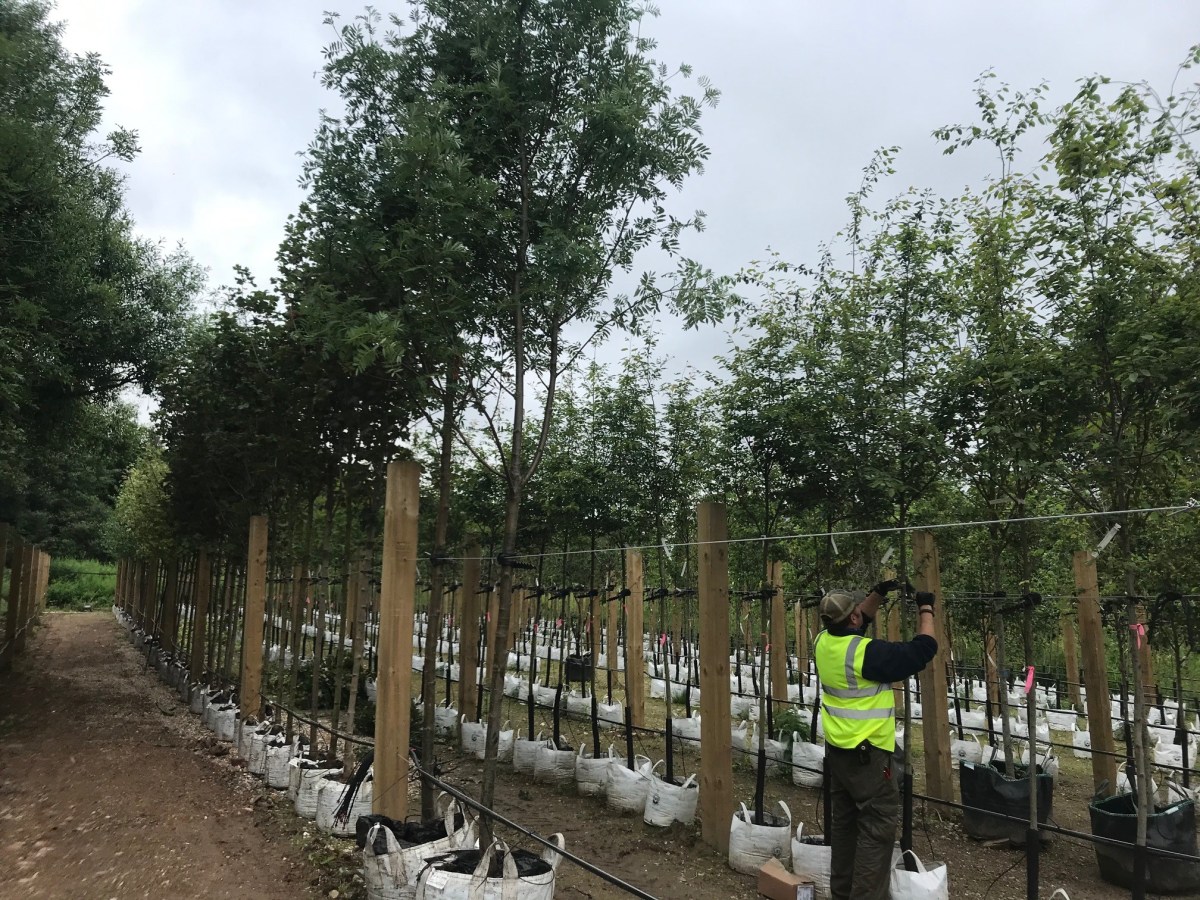 How to plant a street tree: Q&A with Greg Packman – Islington Clean Air ...